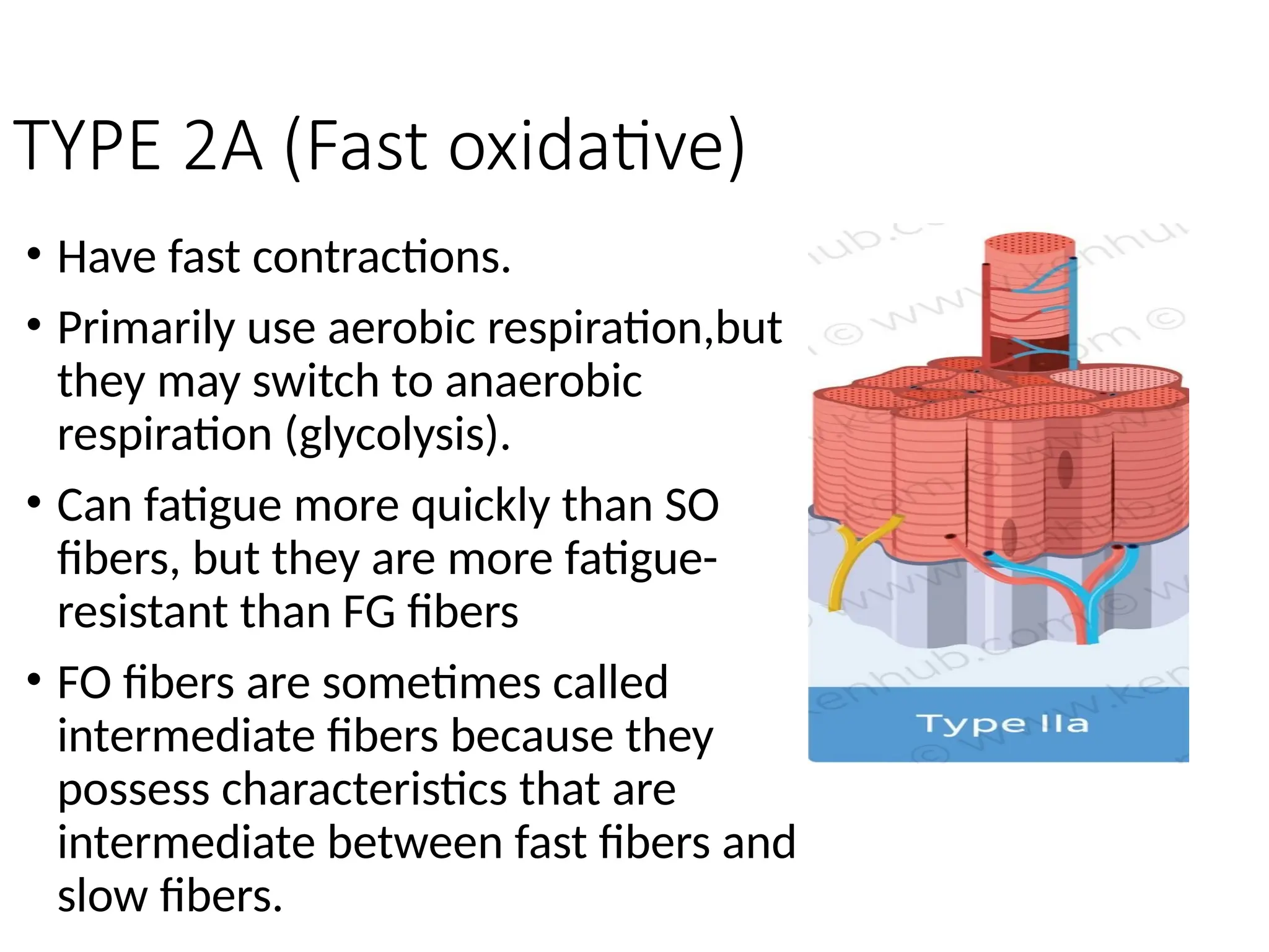 Structure of muscle fibers Simplified PPT | PPTX