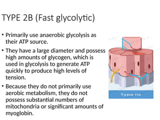Structure of muscle fibers Simplified PPT | PPTX