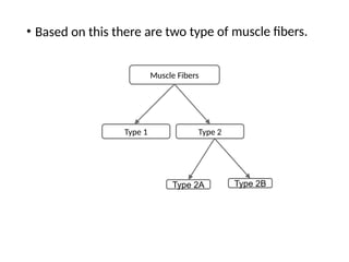 Structure of muscle fibers Simplified PPT | PPTX