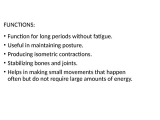 Structure of muscle fibers Simplified PPT | PPTX