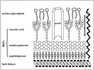 Structure of mycobacterium leprae | PPT