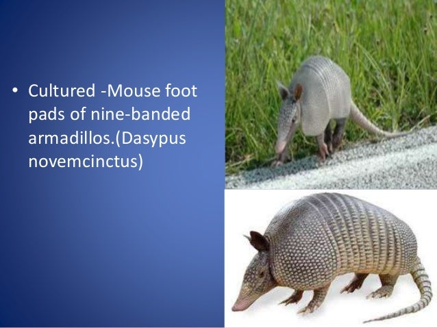 Structure of mycobacterium leprae