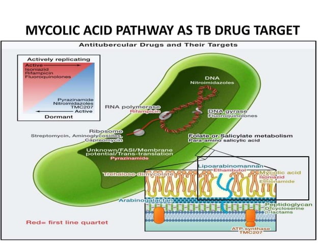 Structure of mycobacterium phcl 413 | PPTX