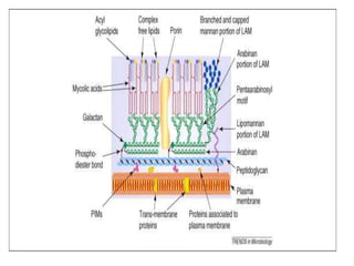 Structure of mycobacterium phcl 413 | PPT
