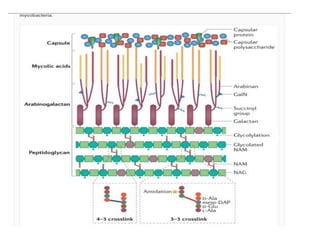 Structure of mycobacterium phcl 413 | PPT