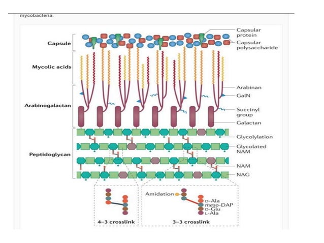 Structure of mycobacterium phcl 413 | PPTX