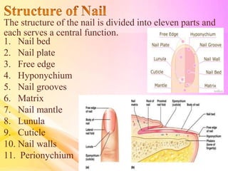 structureofnailanddiseases-180711171533.pdf