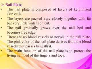 structureofnailanddiseases-180711171533.pdf