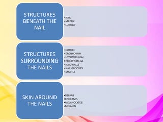 structureofnailanddiseases-180711171533.pptx