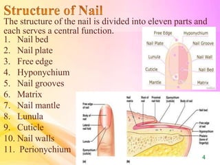 structureofnailanddiseases-180711171533.pptx