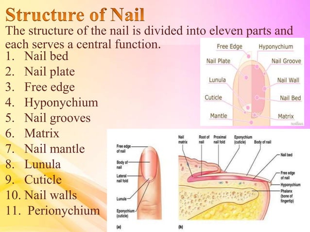 Structure of nail and diseases | PPTX | Nail Care | Beauty