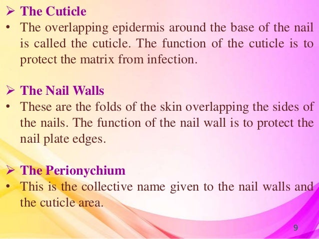 Structure of nail and diseases
