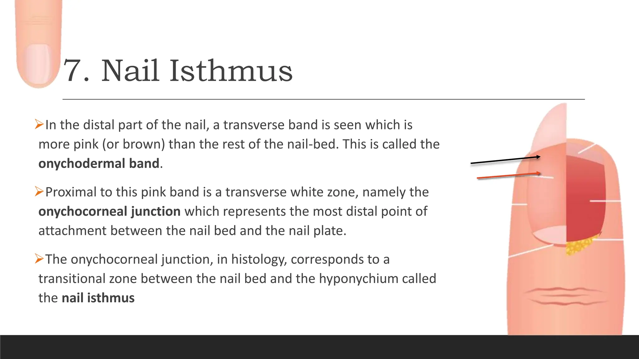 Structure of Nail | PPTX
