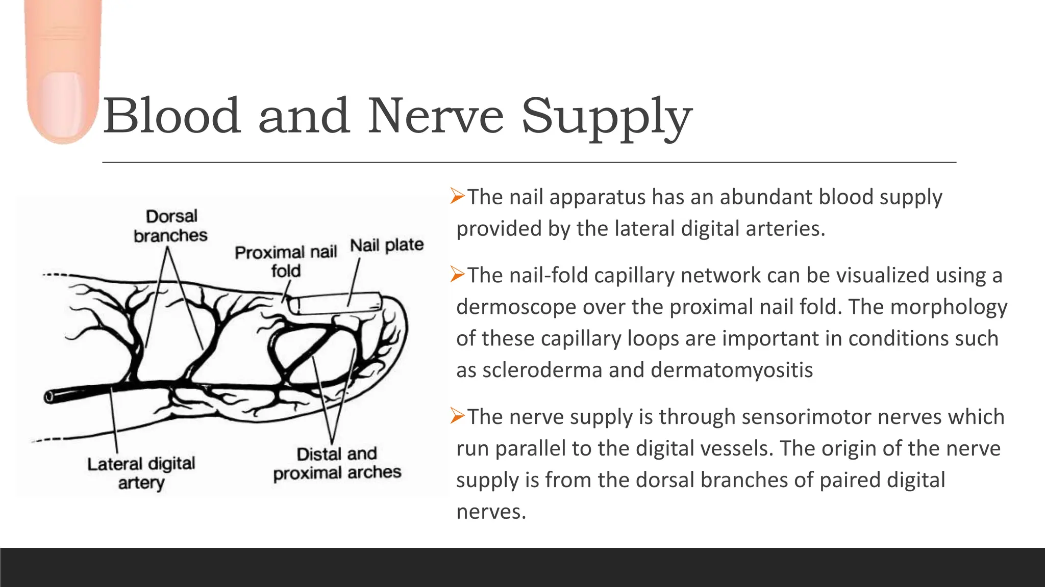 Structure of Nail | PPTX