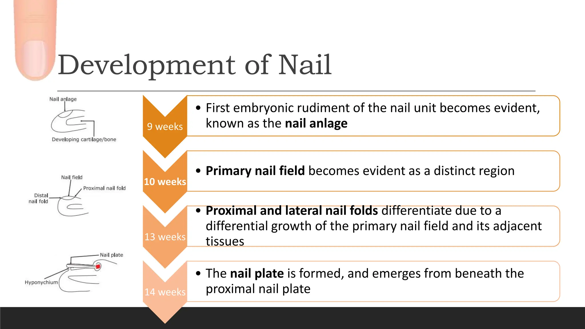 Structure of Nail | PPTX