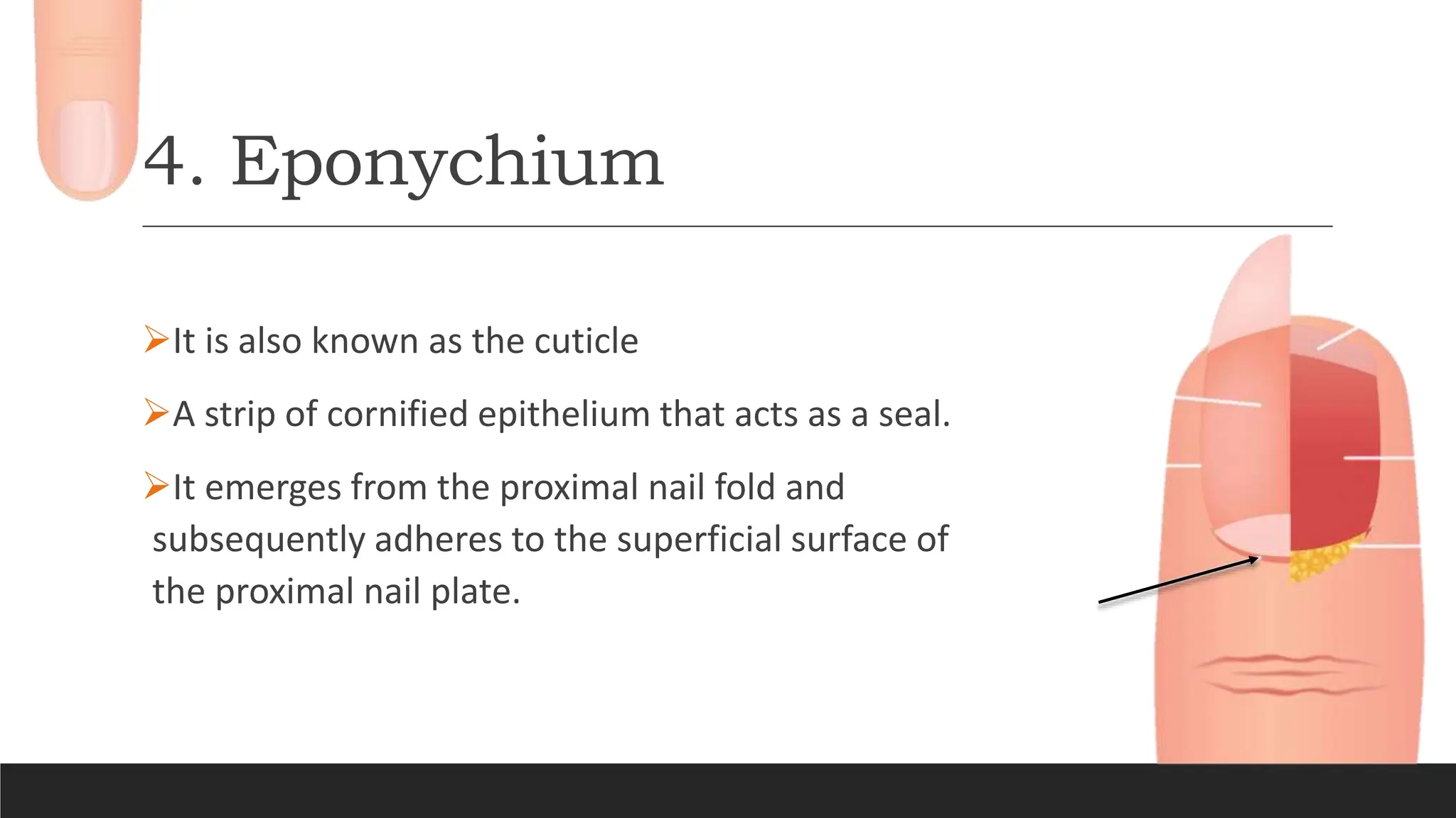 Structure of Nail | PPTX