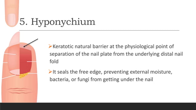 Structure of Nail | PPTX | Nail Care | Beauty