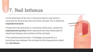 Structure of Nail | PPTX