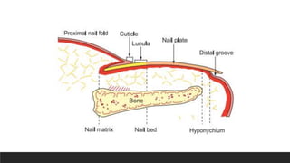Structure of Nail | PPTX