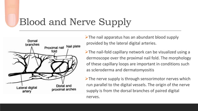 Structure of Nail | PPTX | Nail Care | Beauty