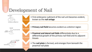 Structure of Nail | PPTX