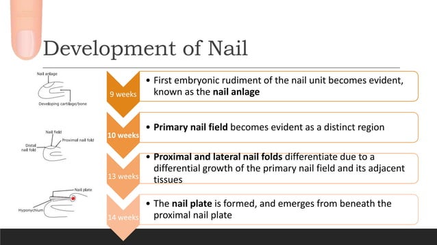 Structure of Nail | PPTX | Nail Care | Beauty