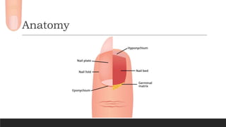 Structure of Nail | PPTX