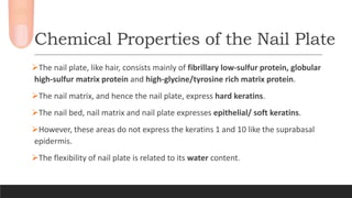 Structure of Nail | PPTX