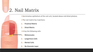 Structure of Nail | PPTX