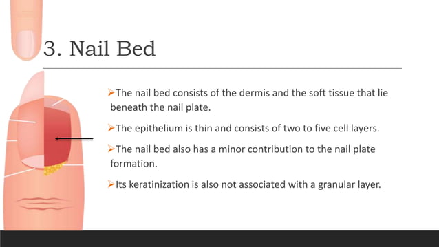 Structure of Nail | PPTX | Nail Care | Beauty