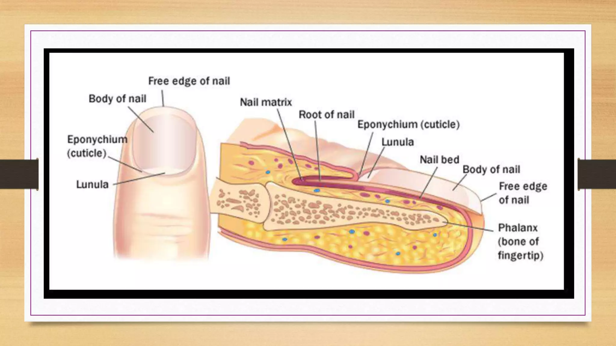 STRUCTURE OF NAILS.pptx