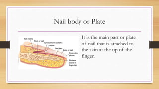STRUCTURE OF NAILS.pptx