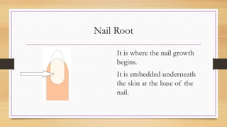 STRUCTURE OF NAILS.pptx