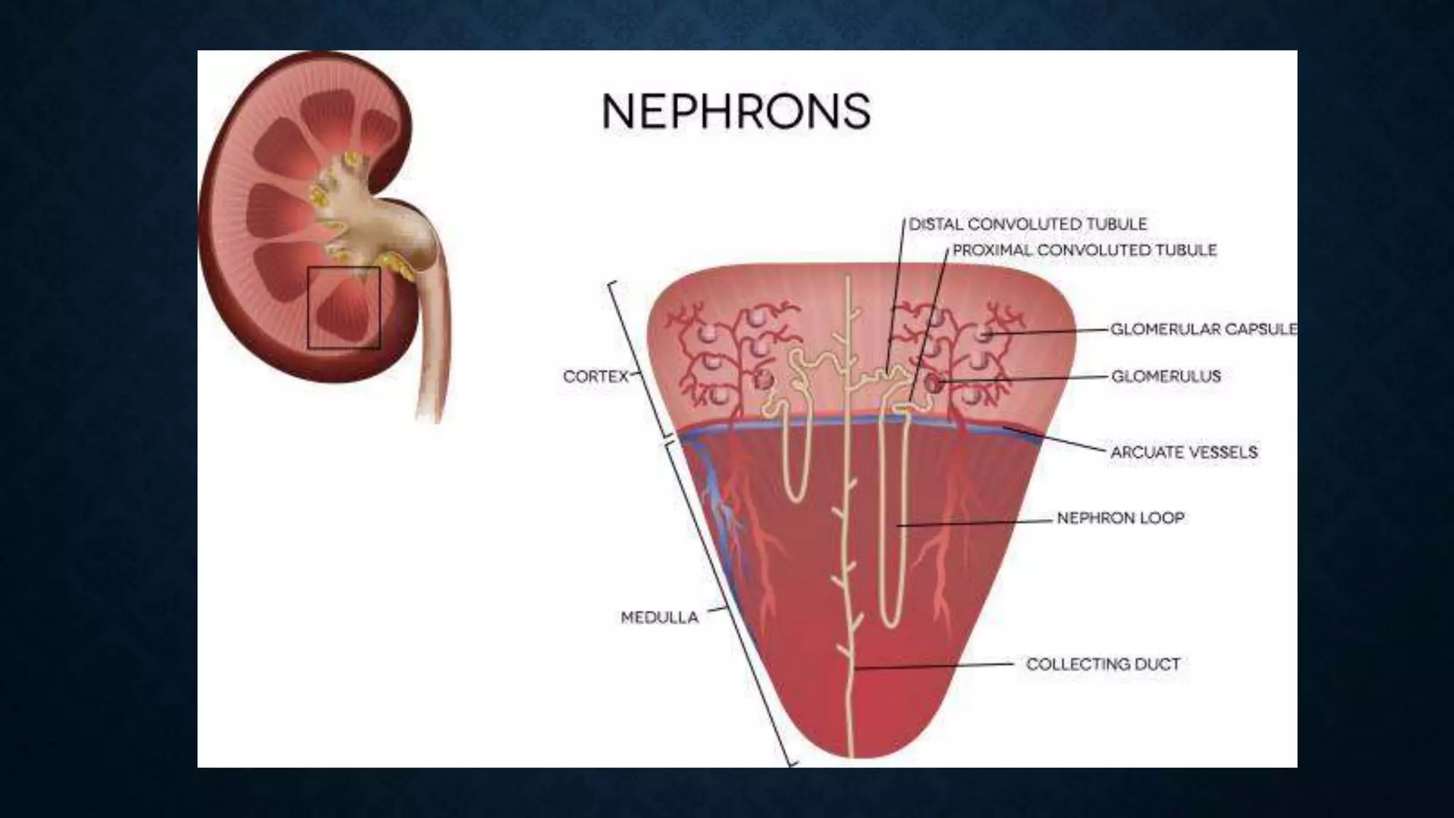 Structure of nephron.pptx