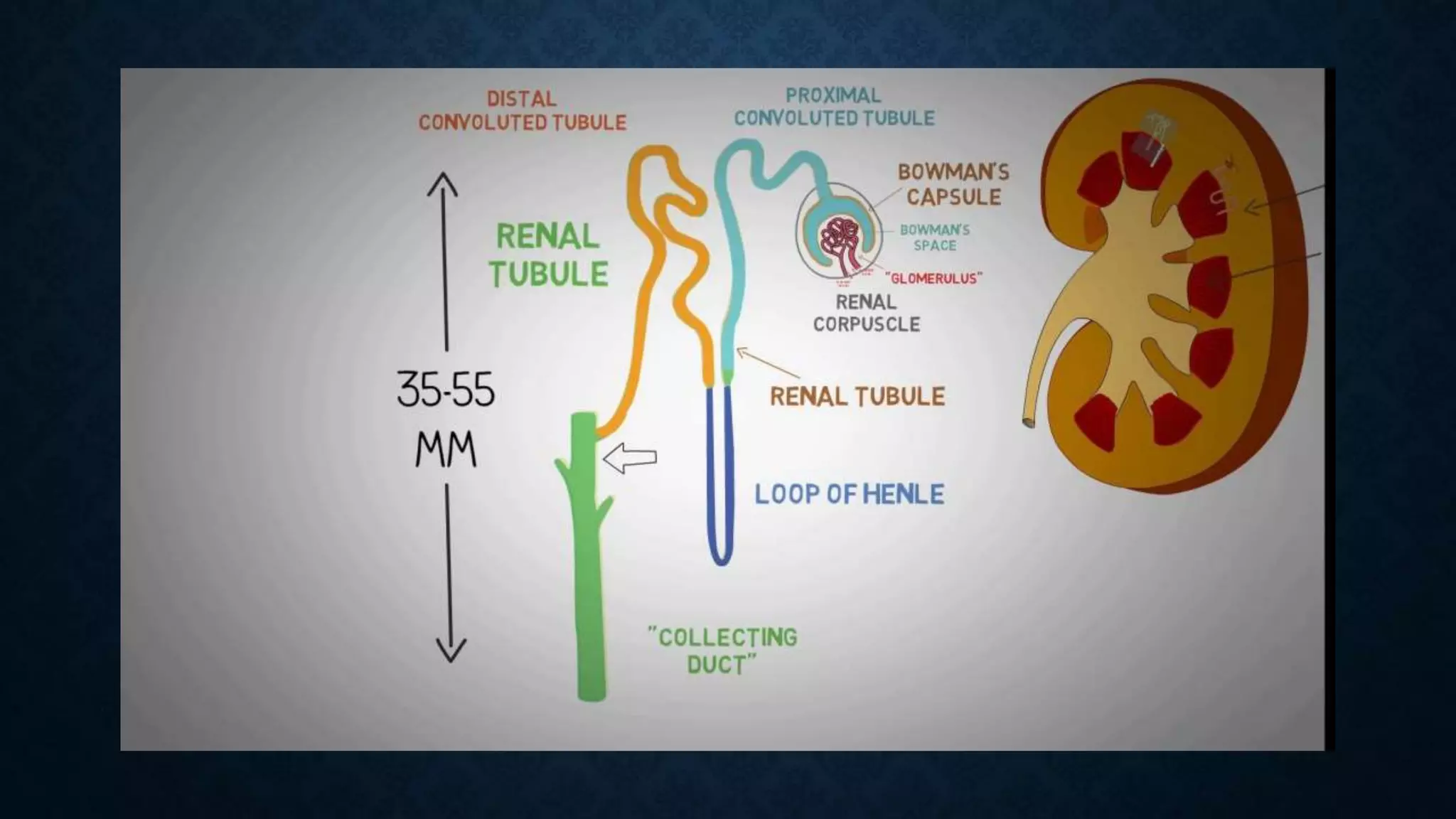 Structure of nephron.pptx