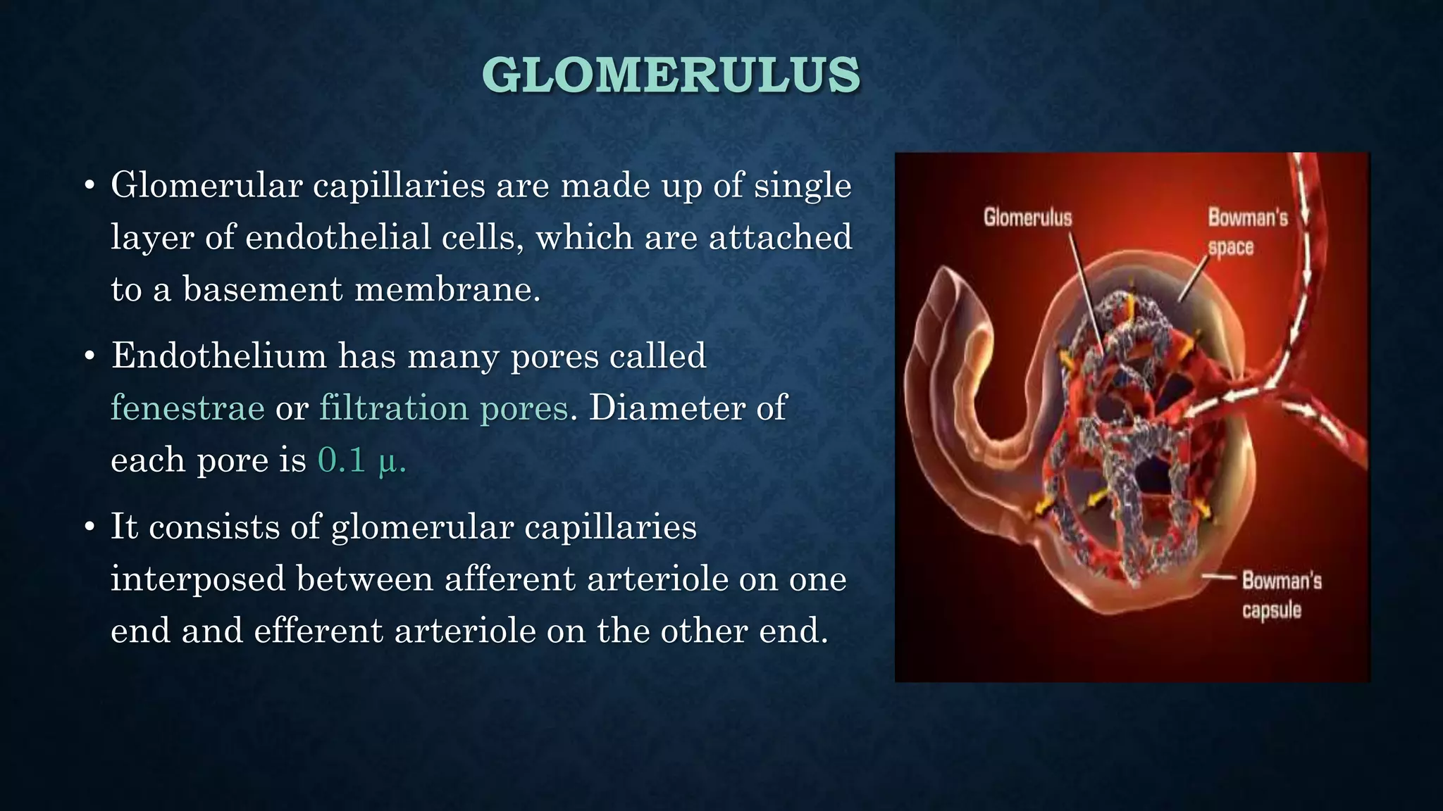 Structure of nephron.pptx