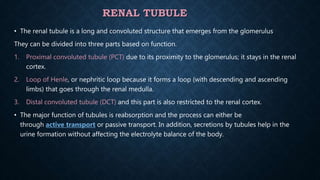 Structure of nephron.pptx
