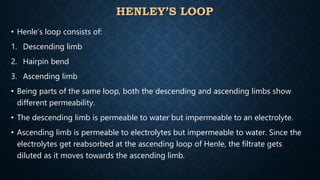 Structure of nephron.pptx