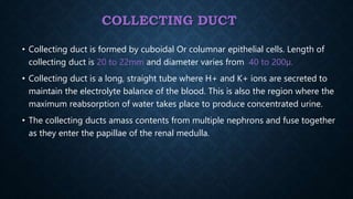Structure of nephron.pptx