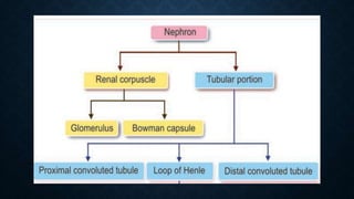 Structure of nephron.pptx