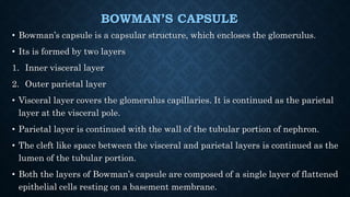 Structure of nephron.pptx