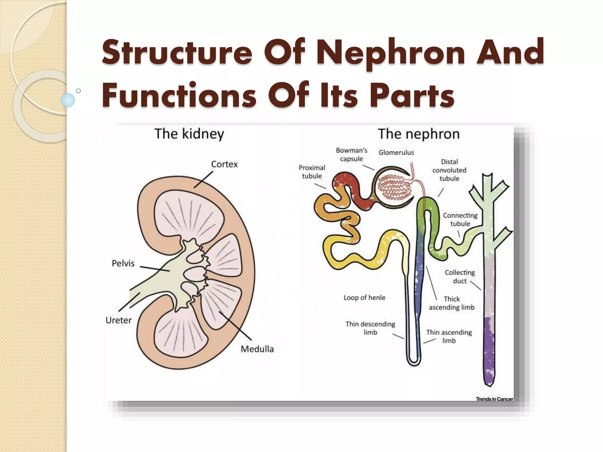 Structure of nephron and functions of its parts | PPTX