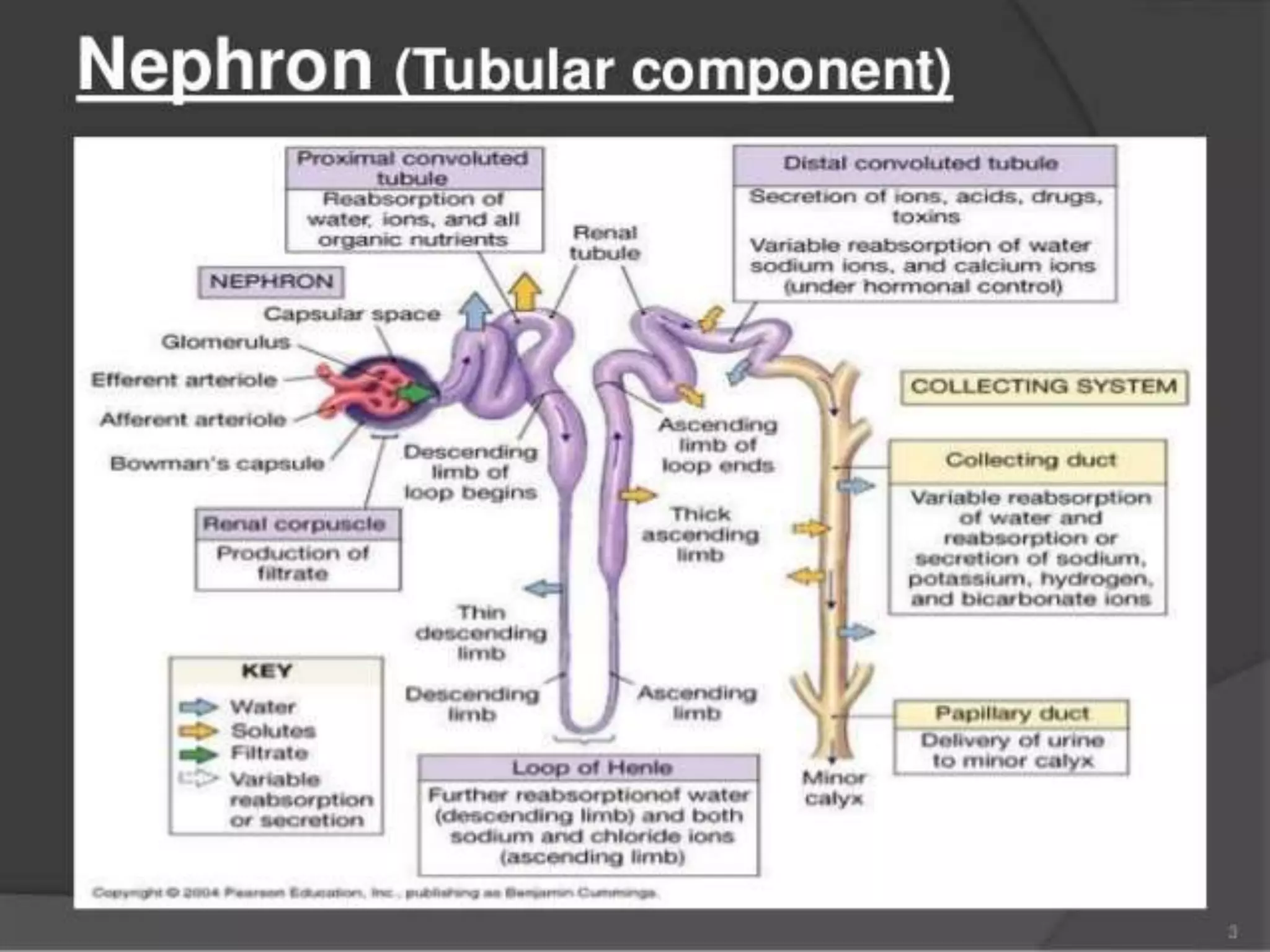 Structure of nephron and functions of its parts | PPTX
