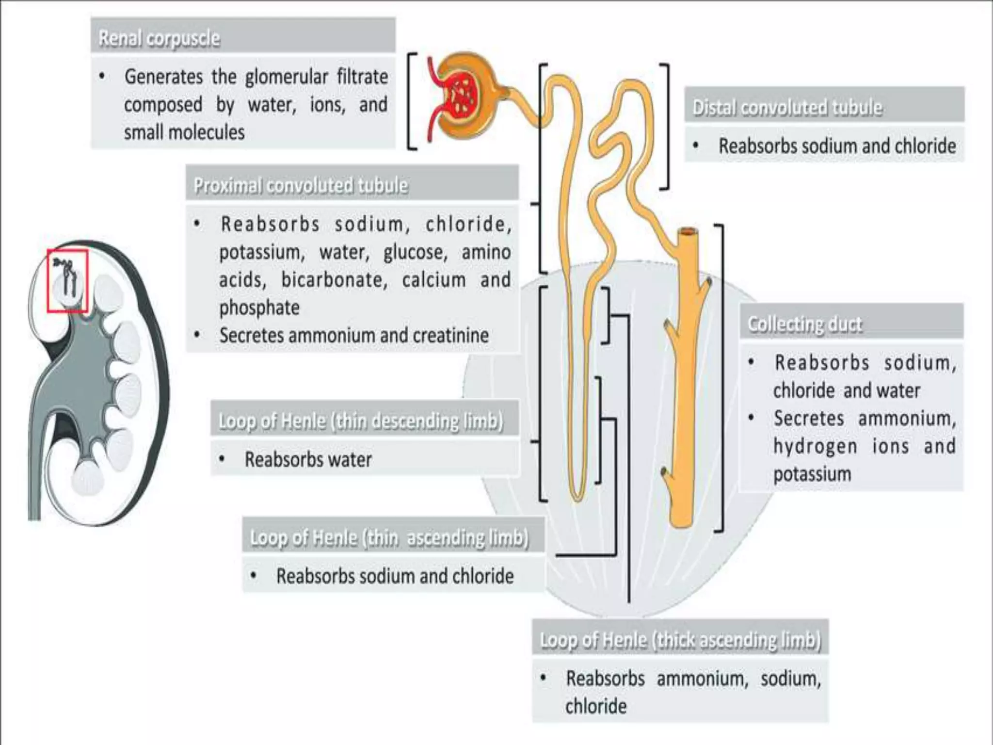 Structure of nephron and functions of its parts | PPTX | Endocrine and ...
