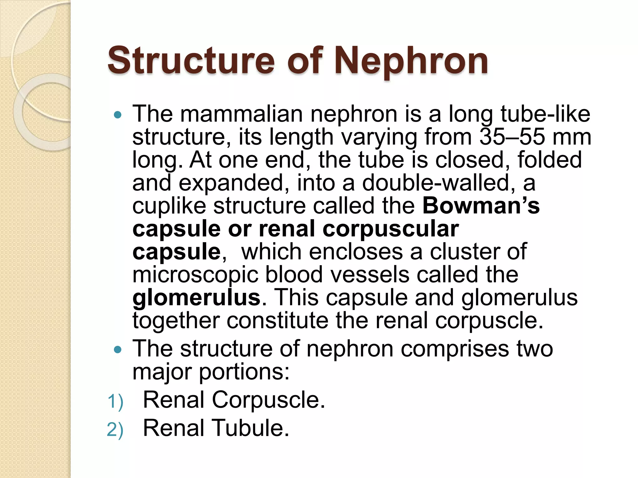 Structure of nephron and functions of its parts | PPTX