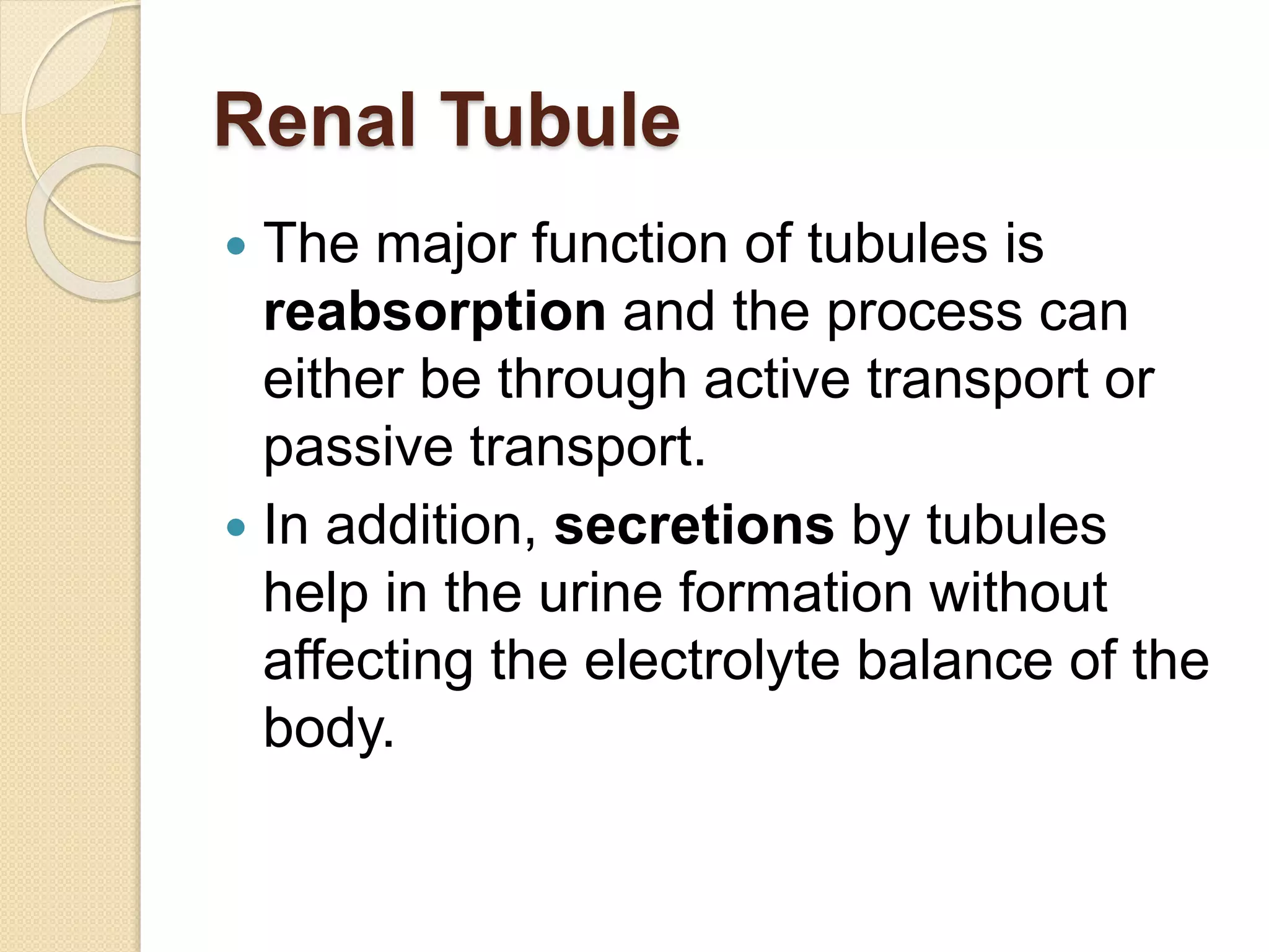 Structure of nephron and functions of its parts | PPTX