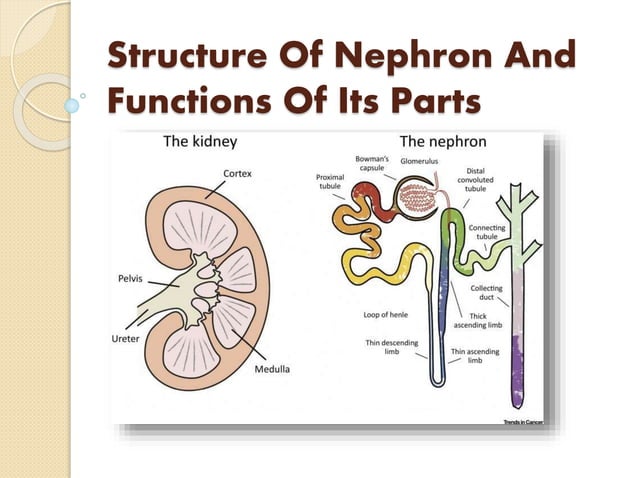 Structure of nephron and functions of its parts | PPTX | Endocrine and Metabolic Diseases ...