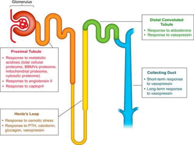 Structure of nephron and functions of its parts | PPTX | Endocrine and ...