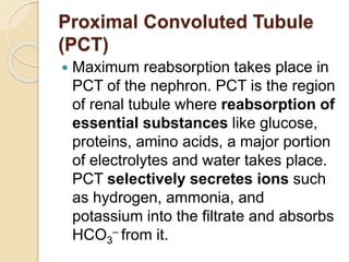 Structure of nephron and functions of its parts | PPTX