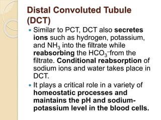 Structure of nephron and functions of its parts | PPTX